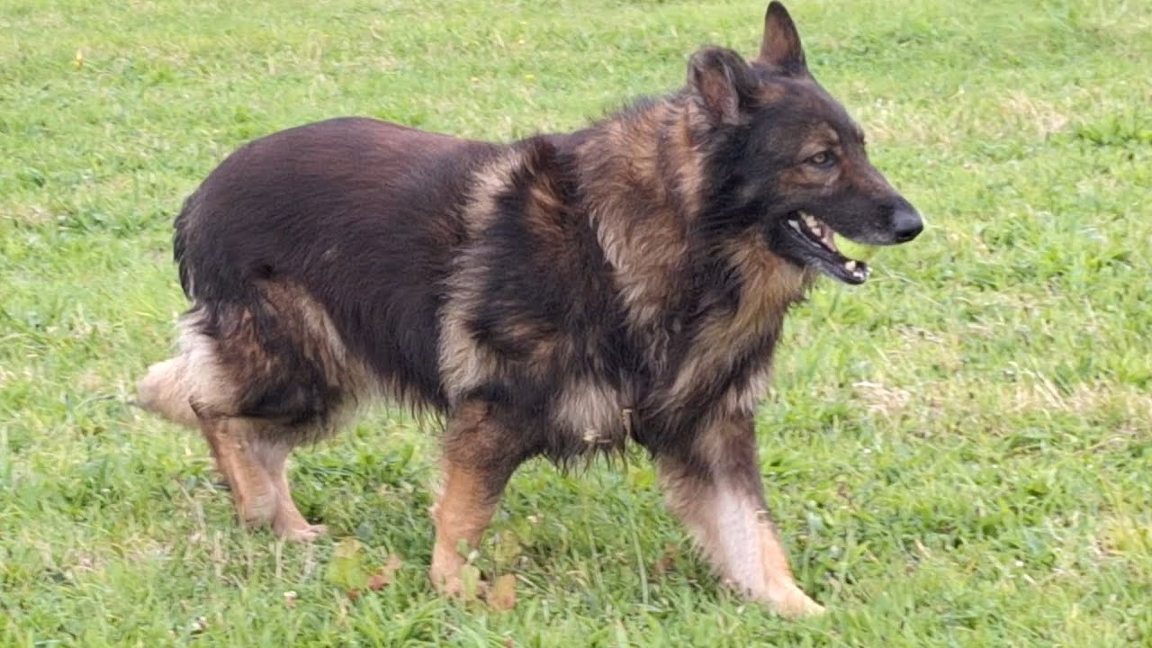 Handsome German Shepherds & Husky enjoyable good play! - YouTube