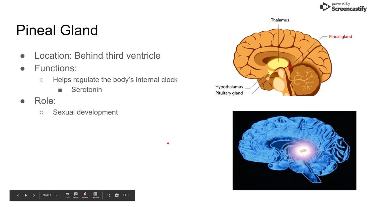All About the Deep Structures (Braintastic #4) - YouTube
