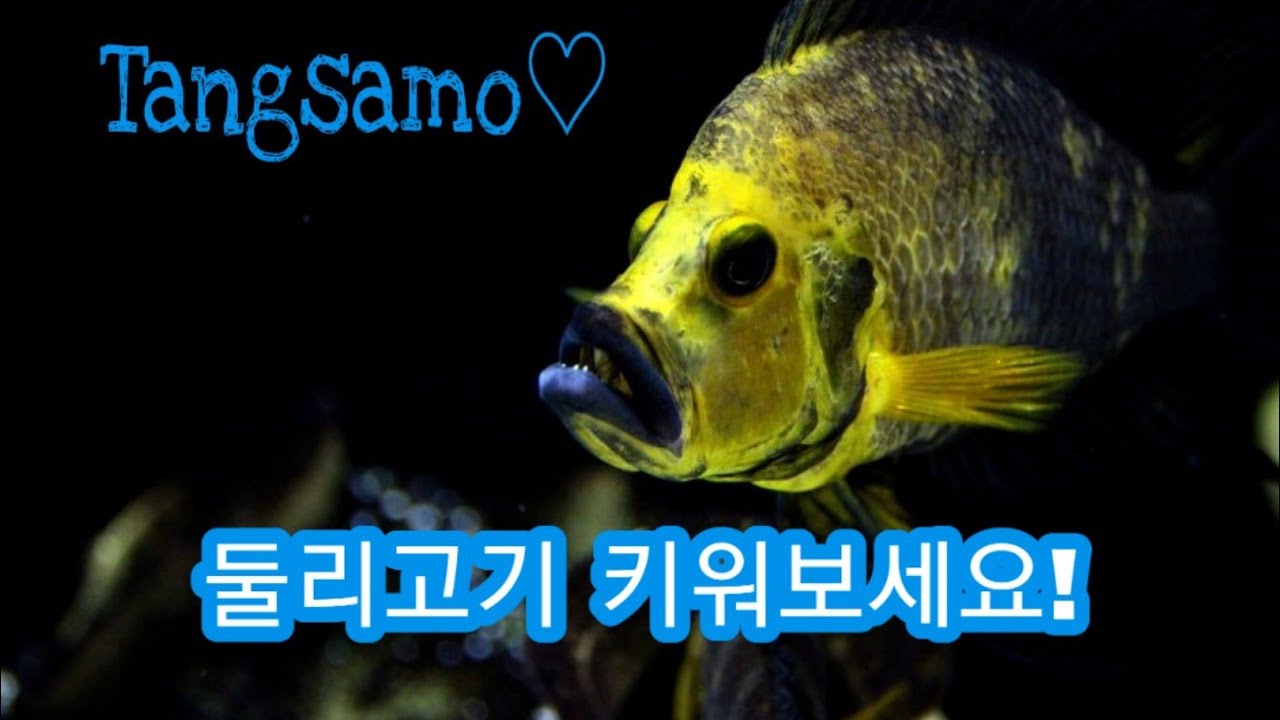 둘리뼈다귀 고기 닮은 물고기 도전해보세요 Youtube
