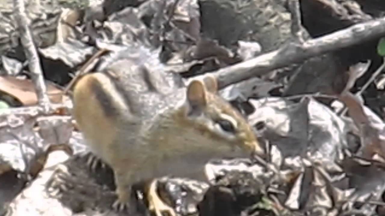 chipmunk killing a snake 2 - YouTube