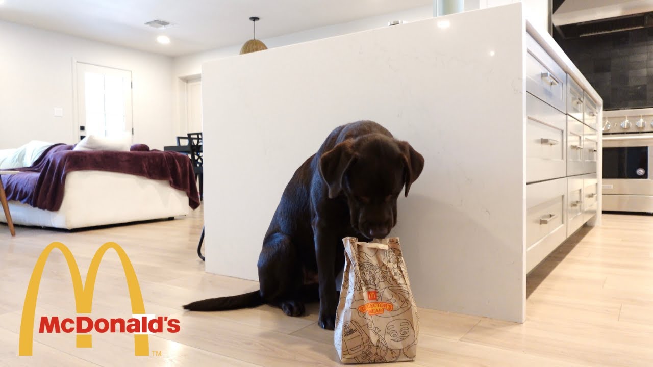 MY LABRADOR PUPPY TRIES MCDONALD'S DOLLAR MENU ITEMS!! - YouTube