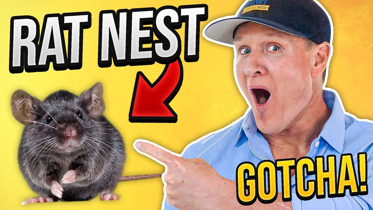 HOW TO GET RID OF RATS FAST...before they ruin your house.. - YouTube