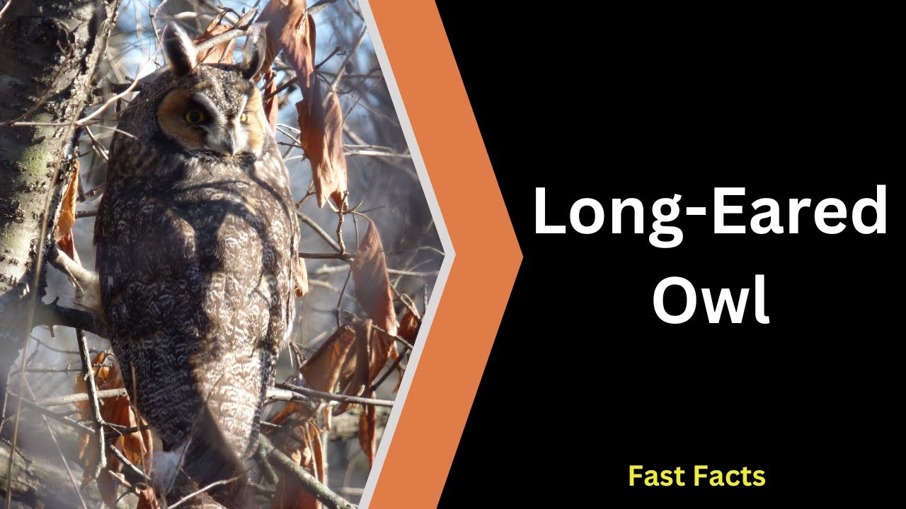 Long-eared Owl Fast Facts - YouTube