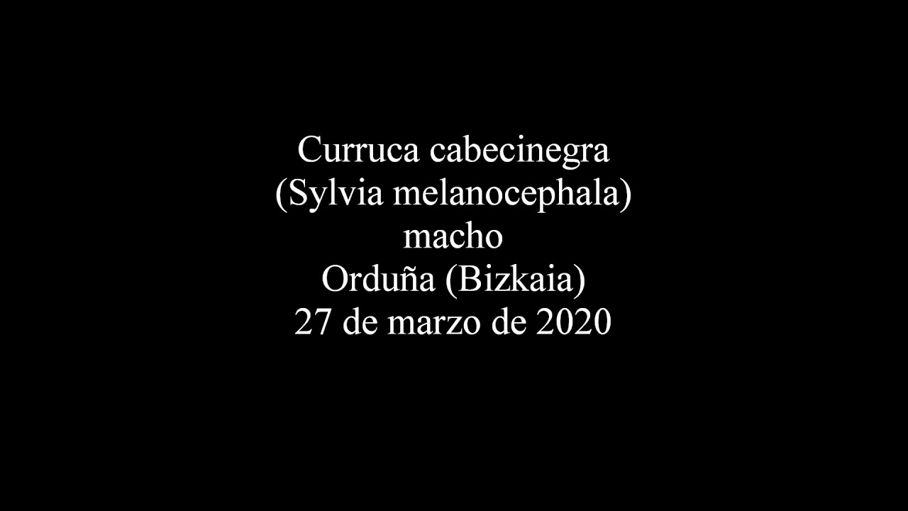 Curruca cabecinegra en Orduña - YouTube