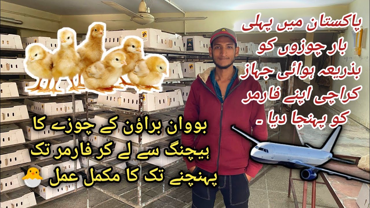 Bovans brown day old chicks | Bovans brown farming | Poultry farming in ...