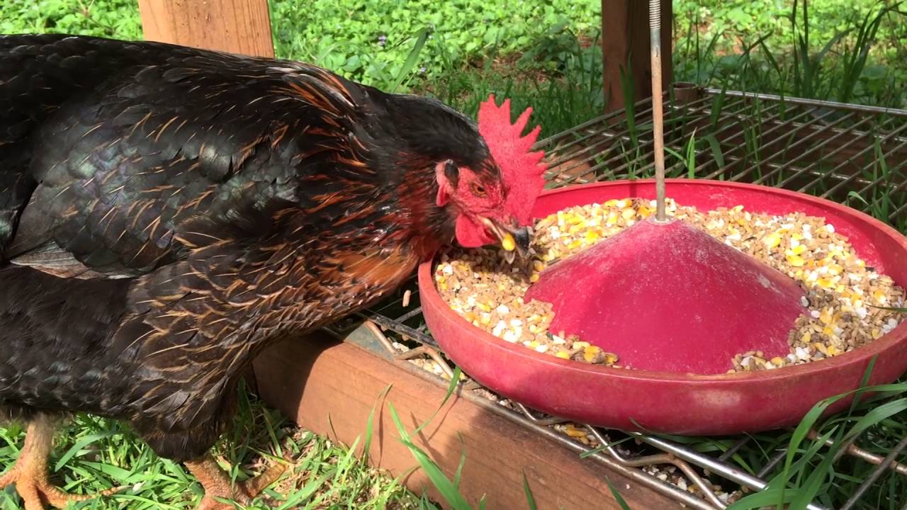 Pure Planet Poultry Spray - YouTube