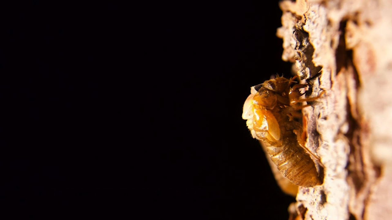 Time lapse of Brood X cicada emerging - YouTube