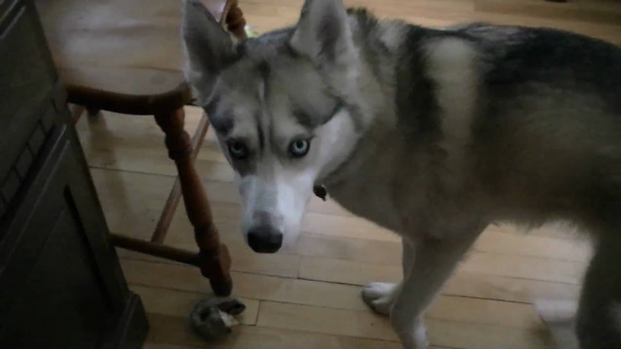 Siberian Husky Shelby hurt her foot! (She is better now though) - YouTube