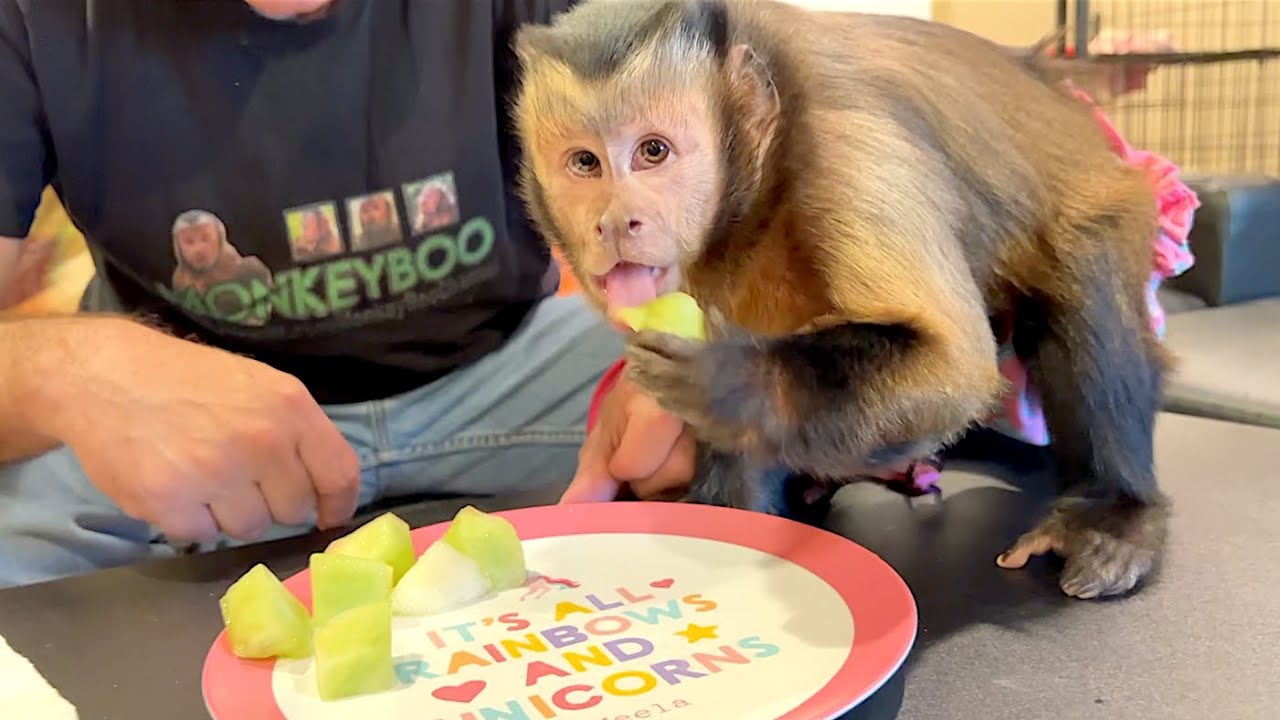 Monkey Princess Shares HoneyDew With Pet Human! - YouTube