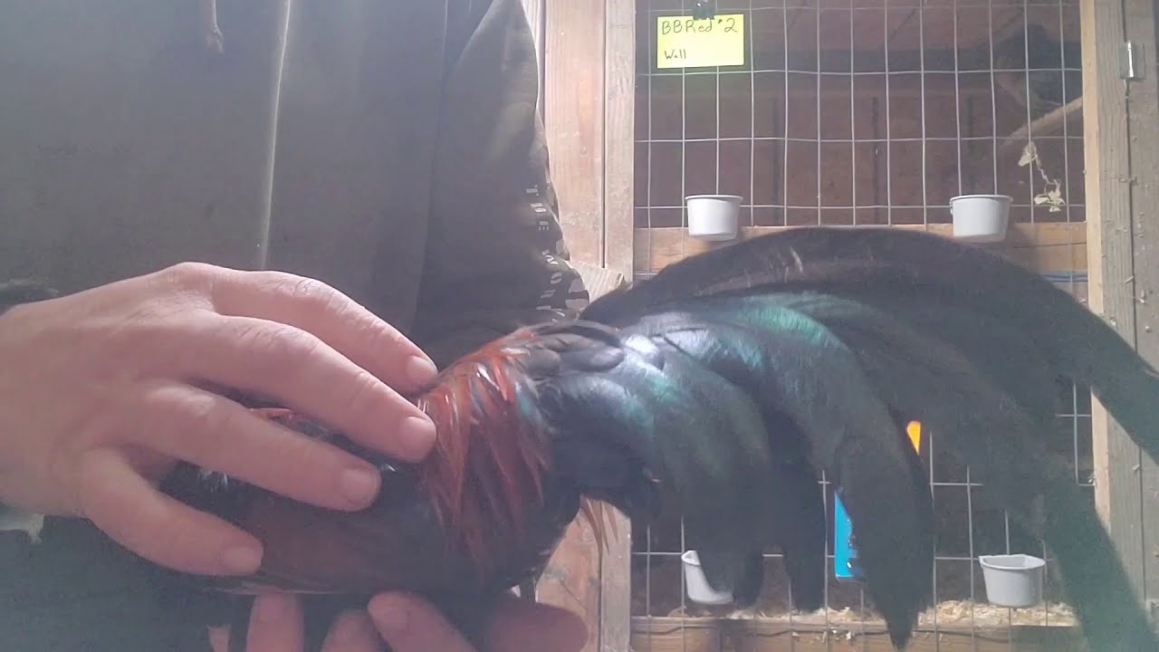 BB Red, Old English Game Bantam, part 1- introduction to the breeders ...