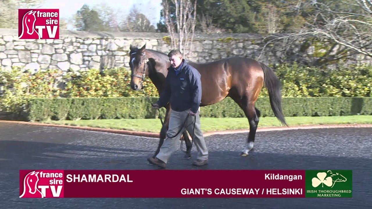 Shamardal, stallion standing at Kildangan Stud in Ireland - Irish ...