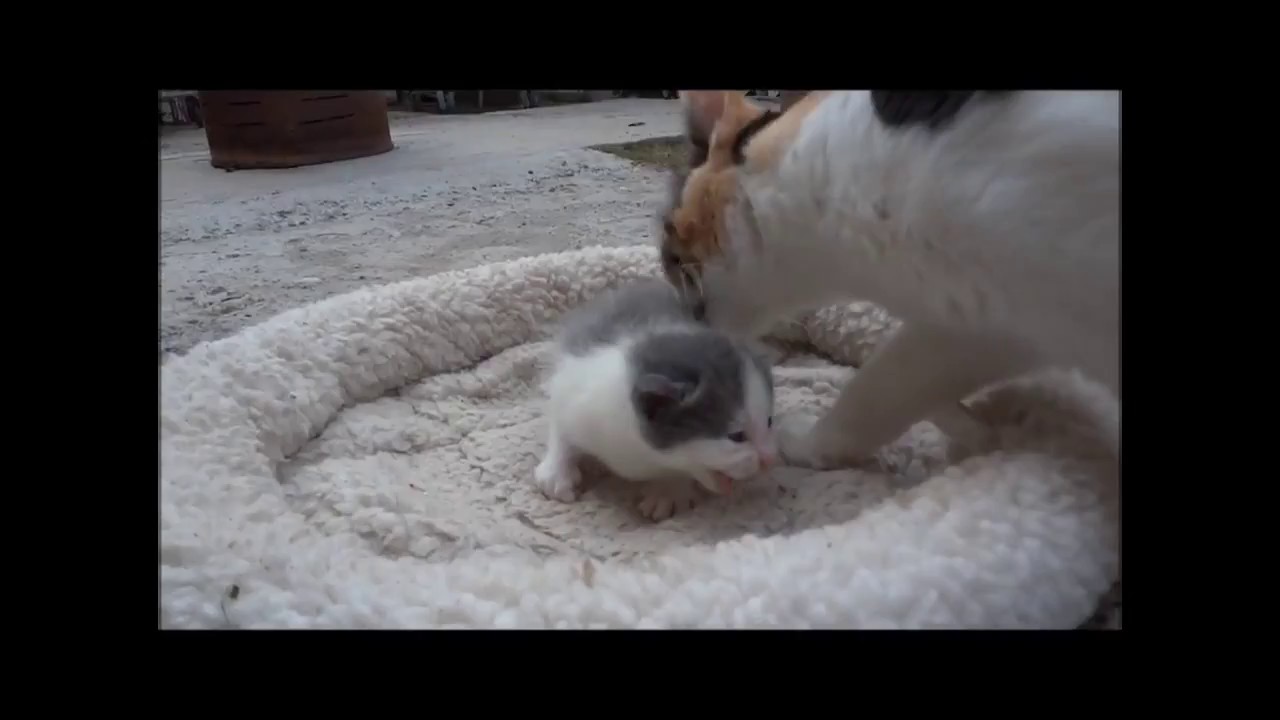 MAMA GATO CARGANDO A SU GATITO (PEÑA) - Laticas - YouTube