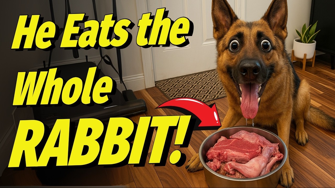 Feeding our German Shepherd with Rabbits! - YouTube