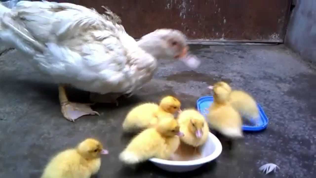 DUCKLING LOOKING FOR THEIR MOM / DOÑA PATA BUSCA SUS CRIAS /UGLY ...