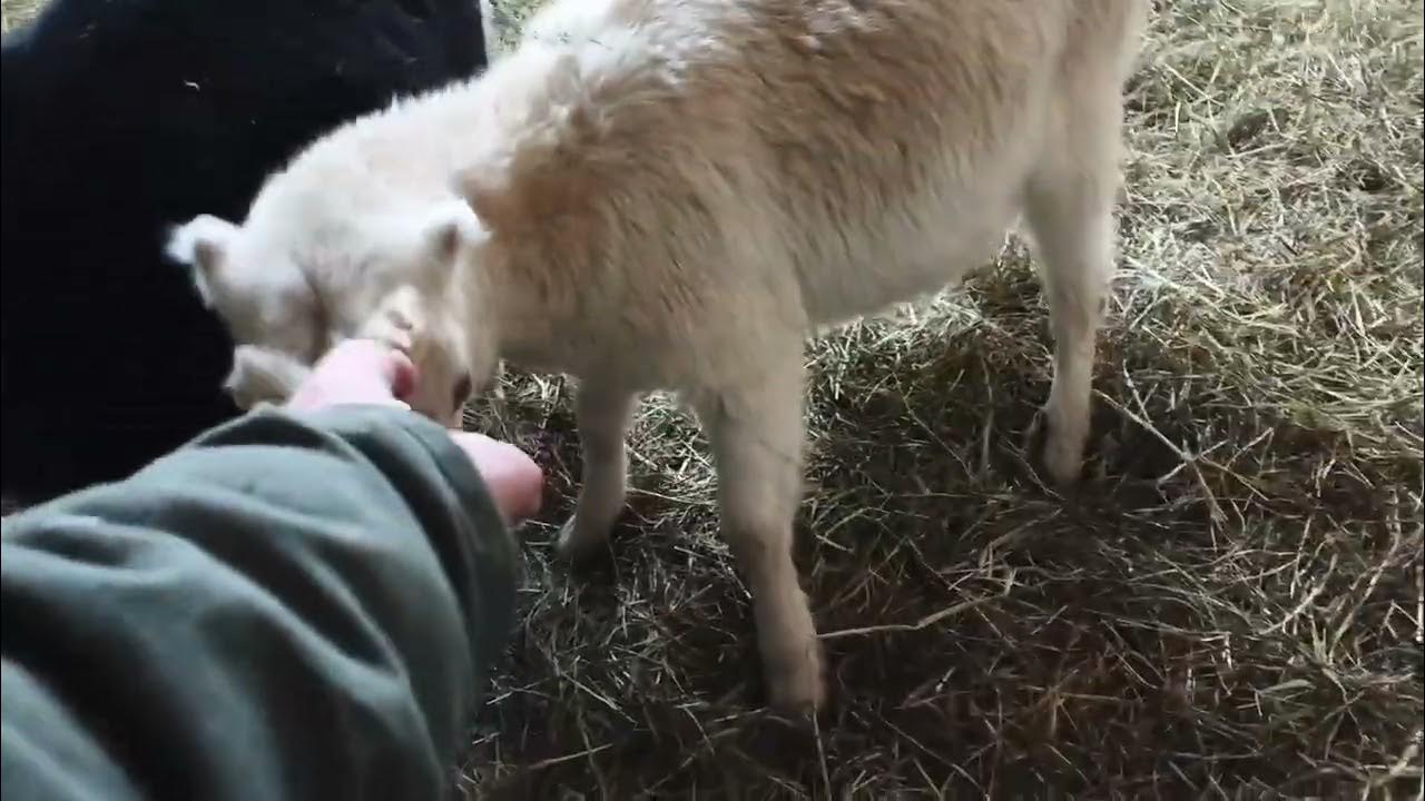 There is nothing sweeter than a little goats vlog 445 - YouTube
