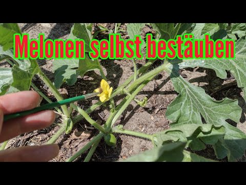 Wassermelonen bestäuben Melonen von Hand befruchten um die Ernte zu steigern