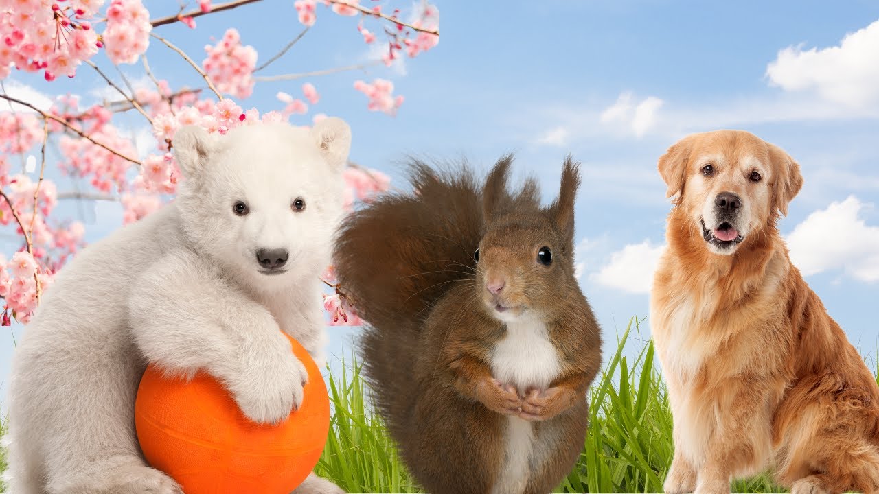 Wild animals around us: Polar bears, Squirrel, Dog, ... - YouTube