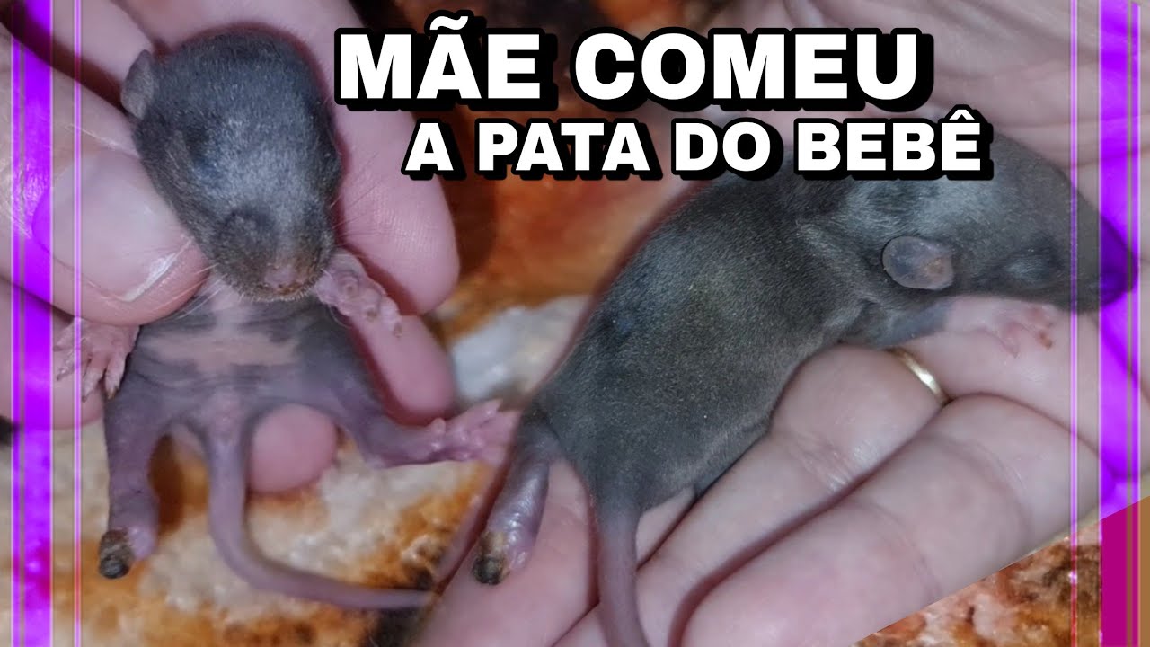 Comeu A Mae Sem Querer Fdplearn