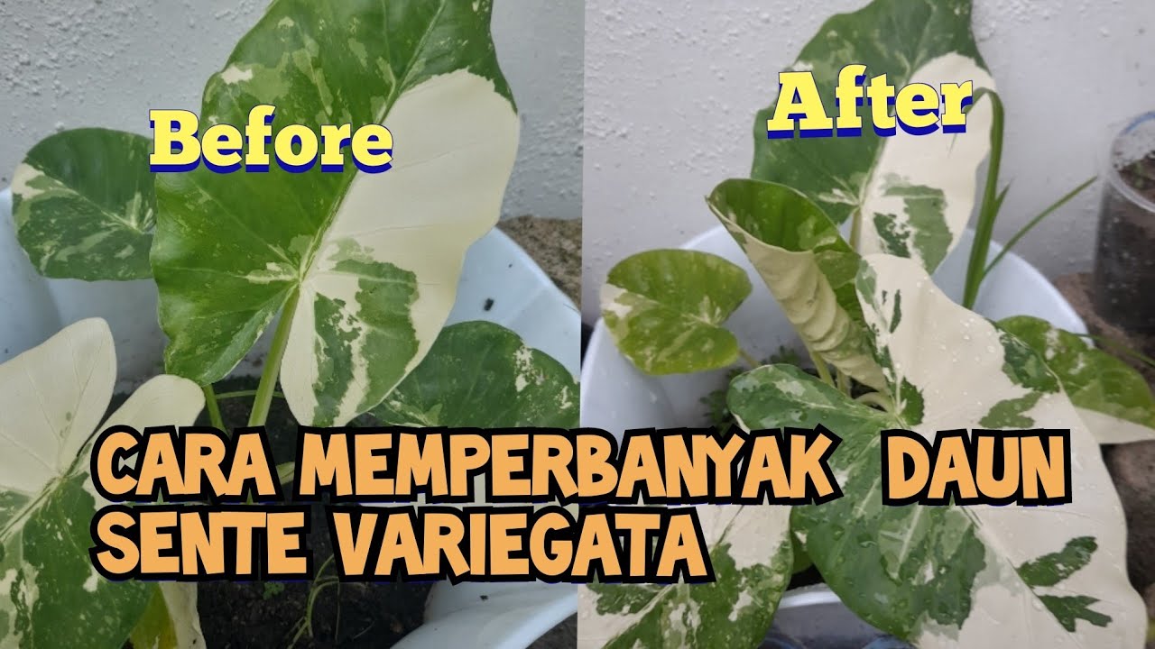 memperbanyak daun sente variegata dan memperbesar daun sente variegata ...