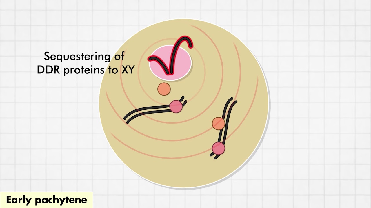 MSCI Sequesters DDR Factors from Autosomes / Curr. Biol., Jan. 2, 2020 ...
