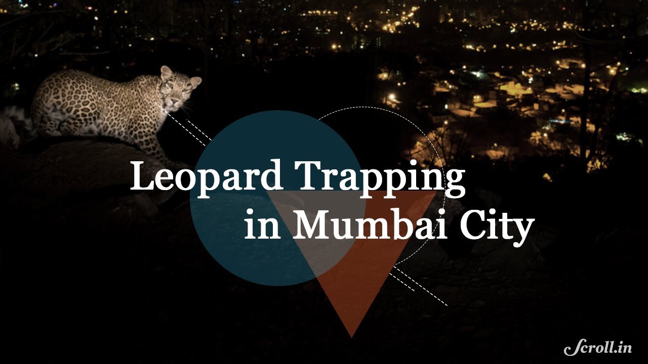 Trapping Leopards in Mumbai's Aarey Colony - YouTube