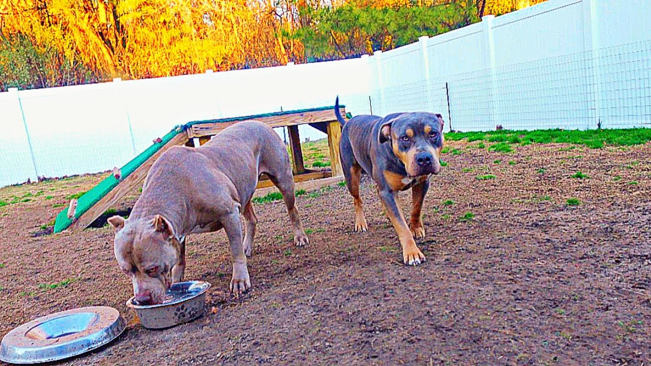 The reason your male dog is mounting your other male dog XL American ...