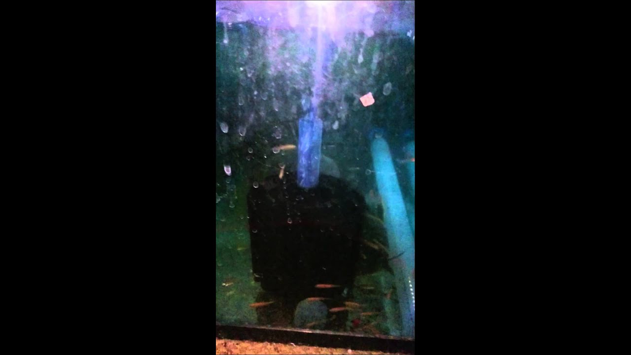 Whiskers - Heterobranchus longifilis - YouTube