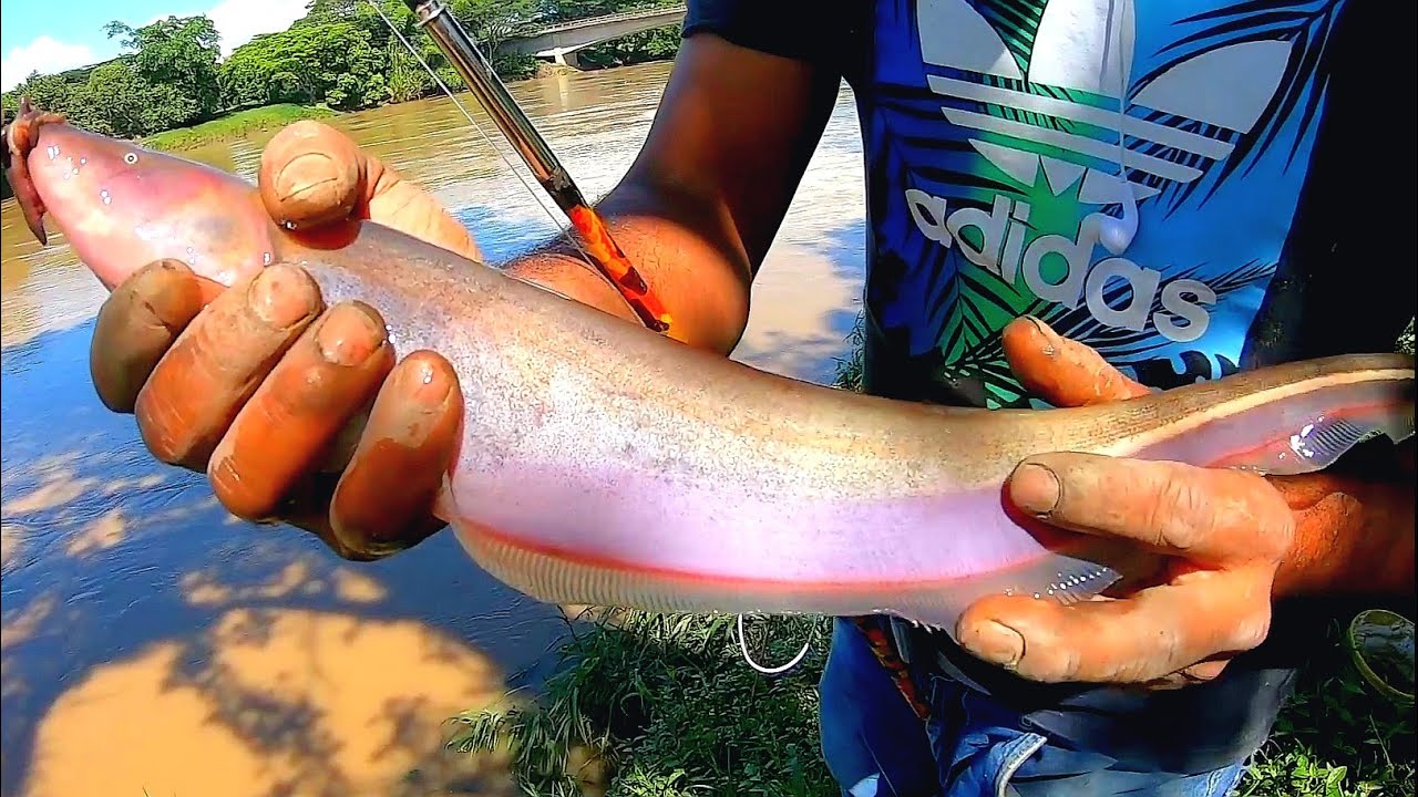 Pesca de biringas y bagres toritos en el rio cauca - YouTube