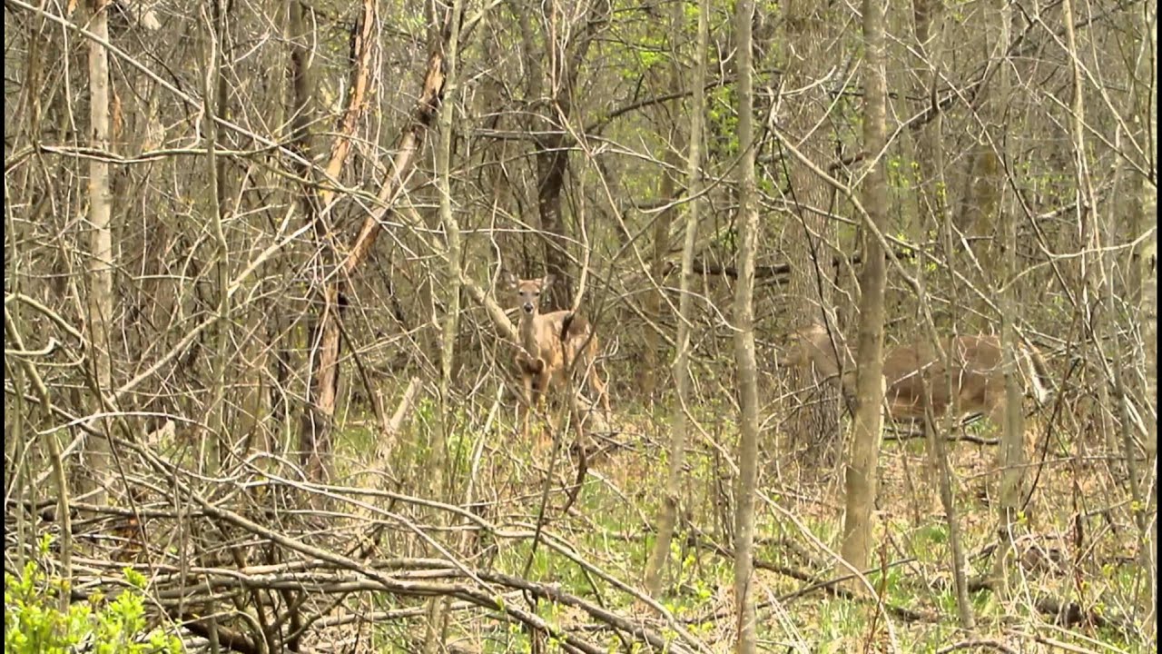 Multi color deer - YouTube