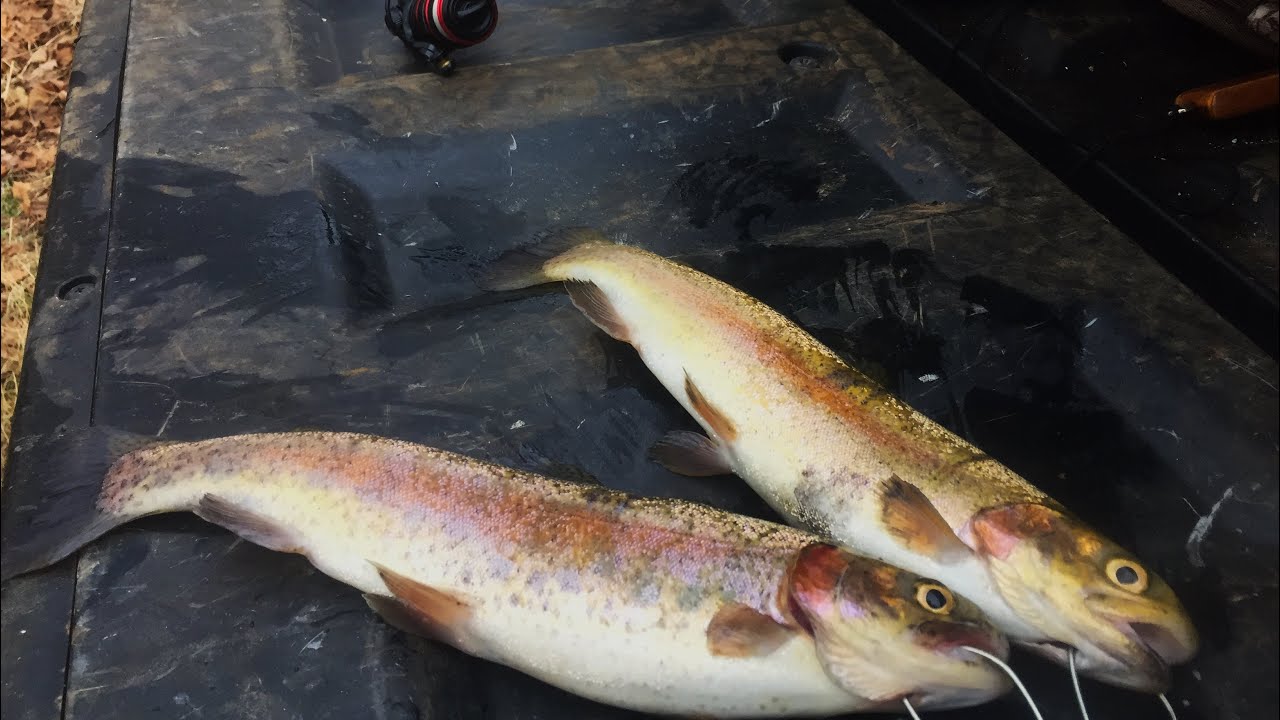 East Branch Of The Brandywine Trout Fishing - YouTube