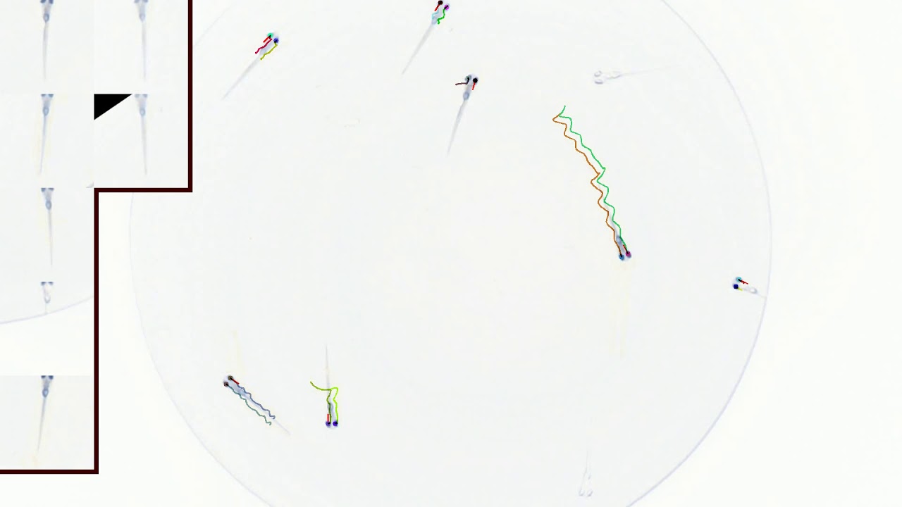 Zebrafish Larva Tracking 001 - YouTube