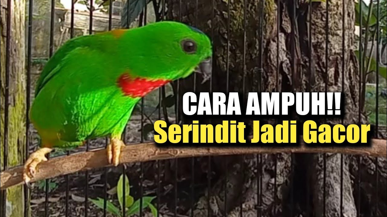 Perawatan serindit agar gacor - Cara agar serindit cepat gacor ‼️ ...
