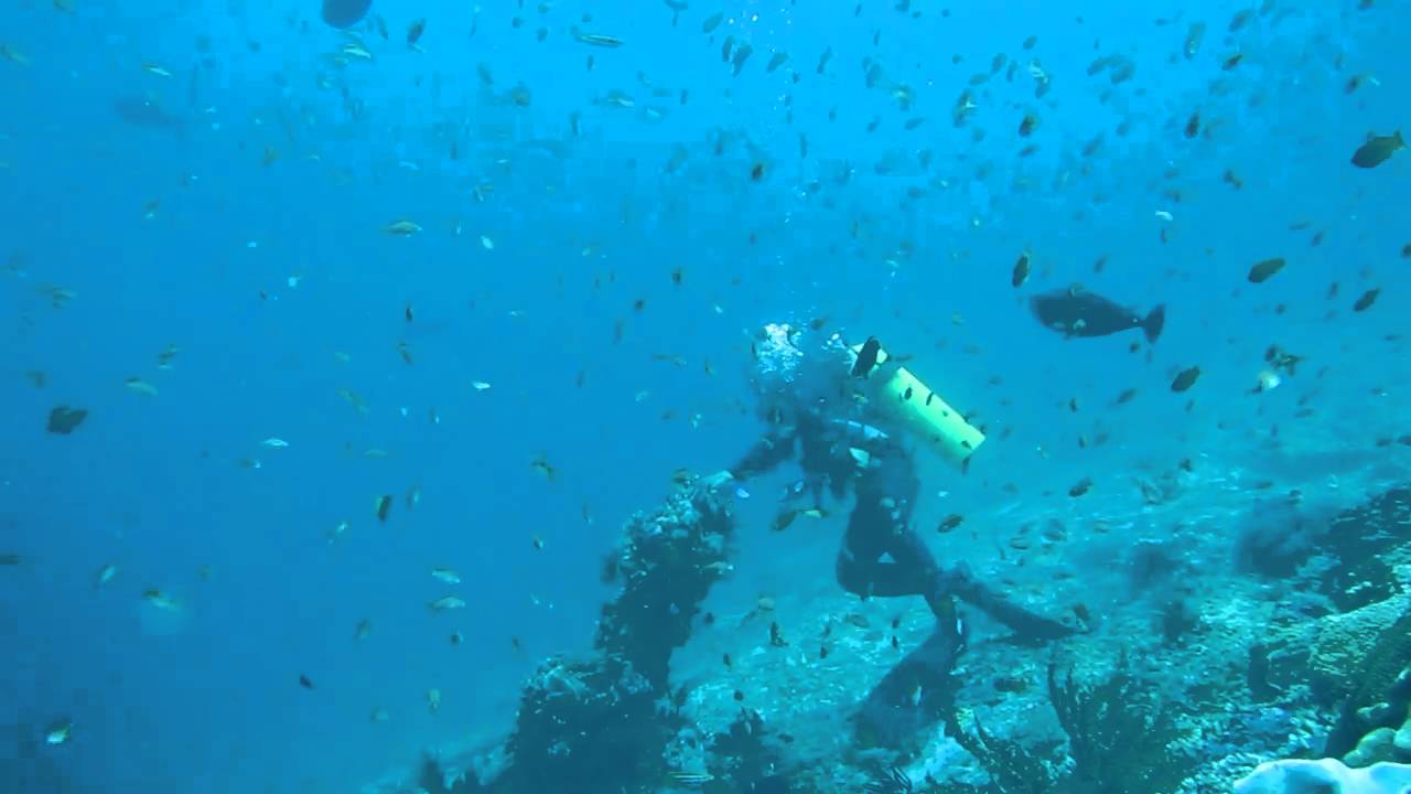 Waiting for Moramora (Ocean sunfish).MOV - YouTube