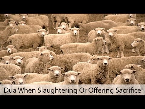 Dua When Slaughtering Or Offering Sacrifice - YouTube