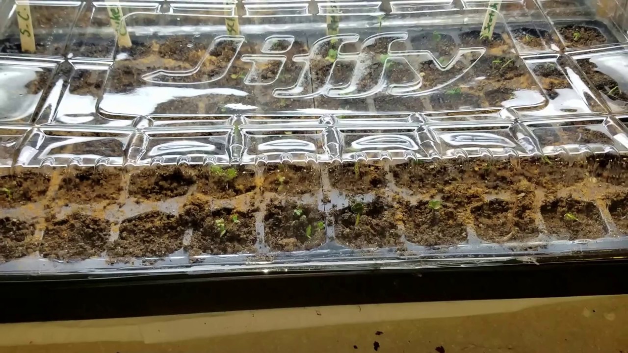 Seed Starting Indoors: Transferring sprouts to grow trays - YouTube