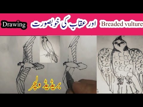 Breaded vulture/ eagle drawing. - YouTube