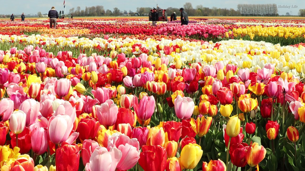 Visit a Tulip farm - Netherlands in springtime - YouTube