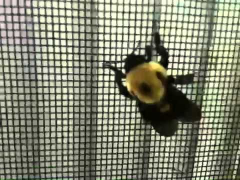 My pet bee - YouTube