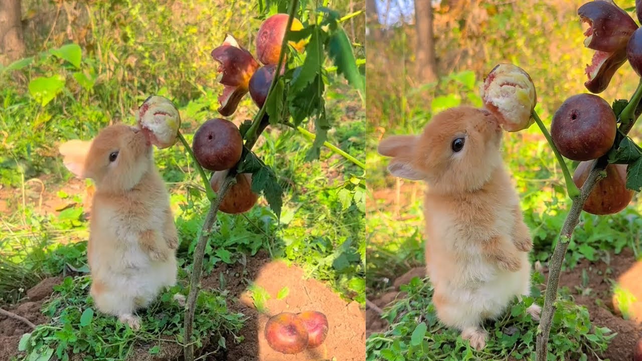 Rabbits tilting their heads to eat figs#cute #pets #rabbit #cuteanimals ...