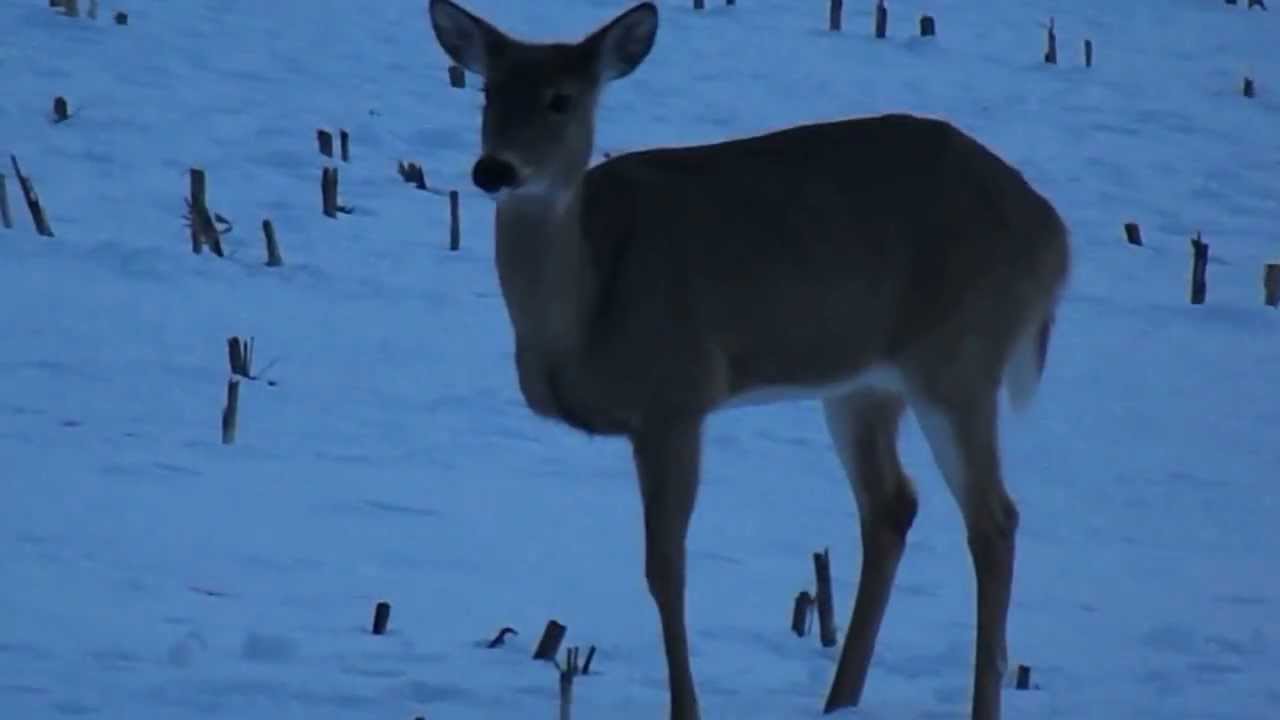 3 legged deer video - YouTube