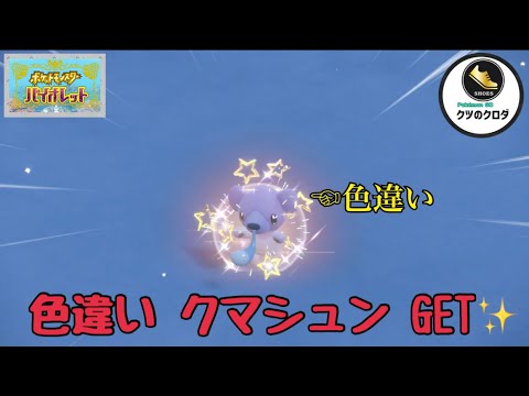 【ポケモンSV】Shiny Cubchoo GET Cubchoo → Beartic Evolve 🔥 - YouTube