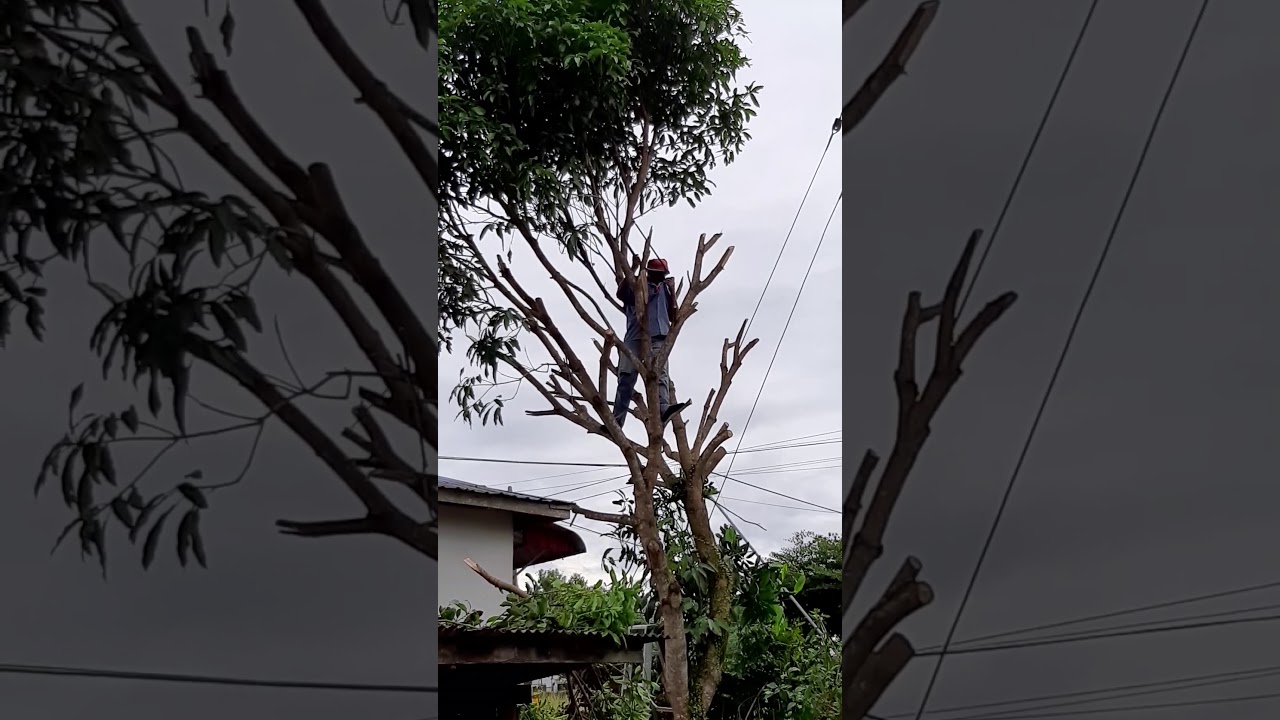 Tree cutting techniques - YouTube