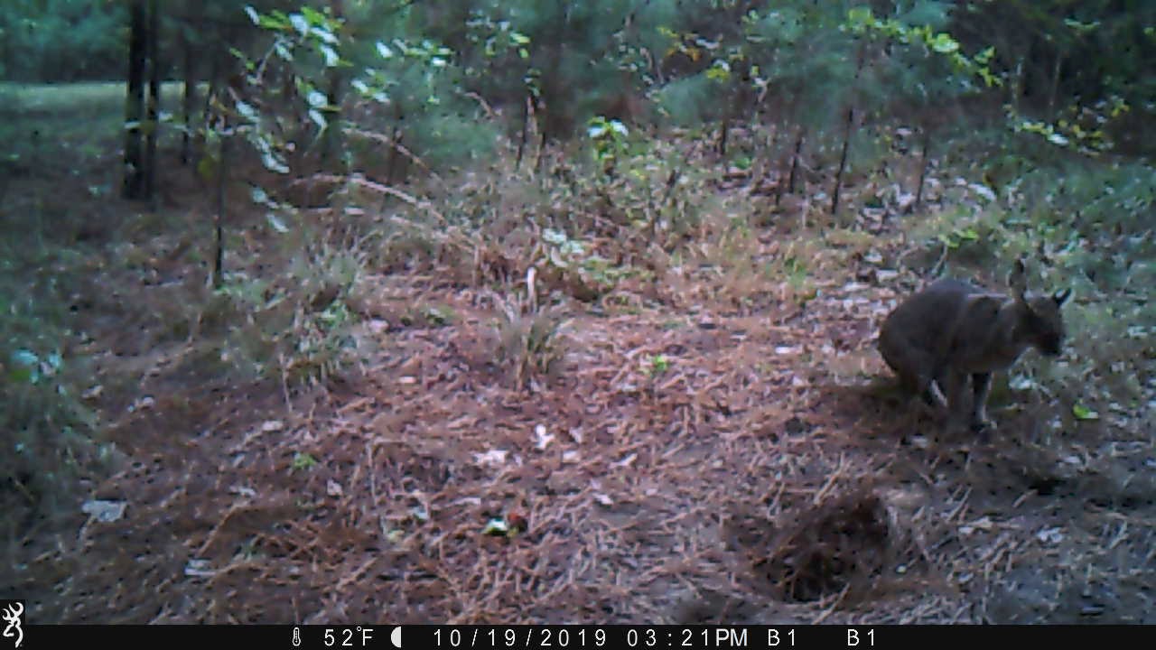 Bobcat Scratching Out - YouTube