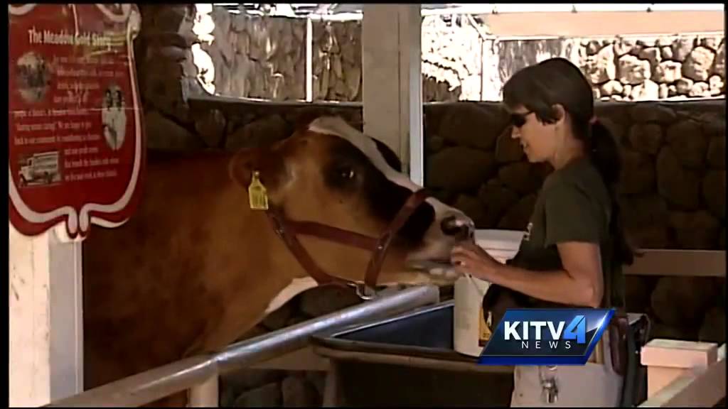 Going Wild! Lani Moo - YouTube