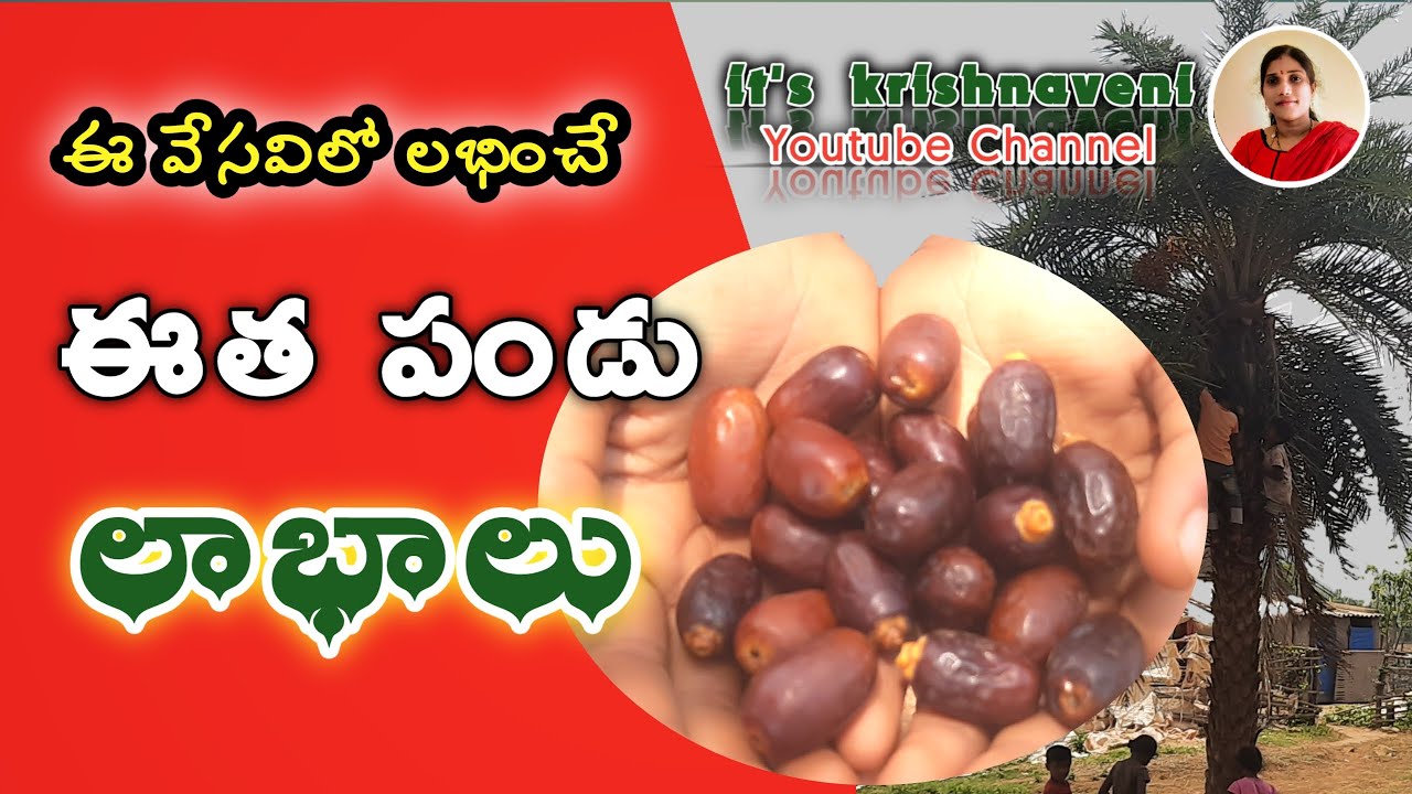 ఈత పండు ఎన్నో లాభాలు | Childhood Memories | Wild Date Palm Fruits In ...