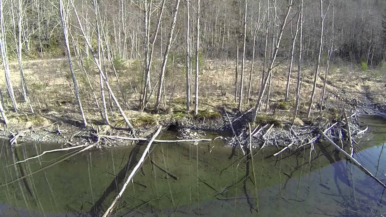 Test av nye kameravinklinger for jaktfilm/Test of new cameras and ...