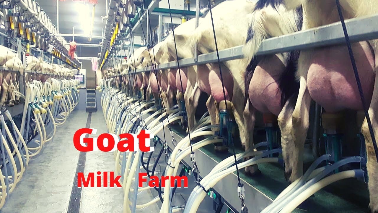 Amazing Goat Farm Modern Technology of Dairy Livestock Equipment Goat Milk Production Farm High ...