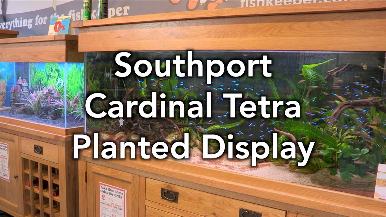 Tank of the Month - Maidenhead Aquatics @ Southport Cardinal Tetra ...