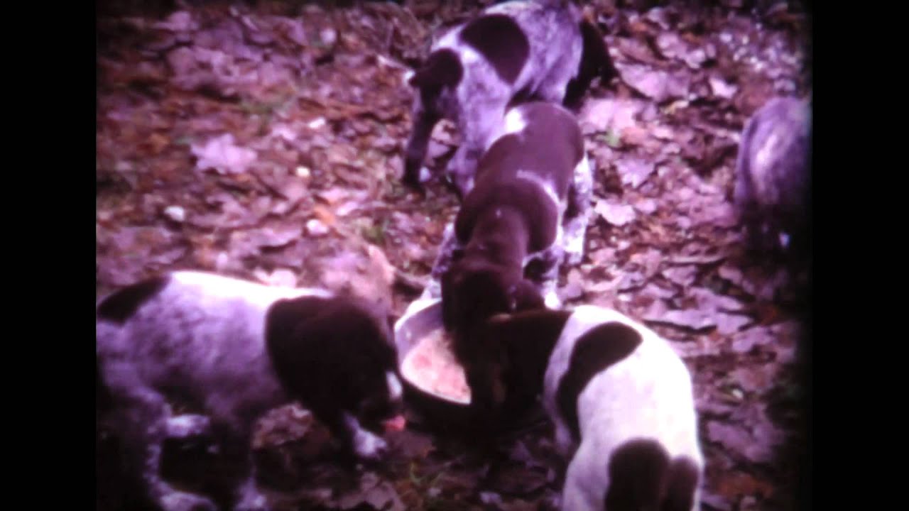 The Dog Invasion - YouTube