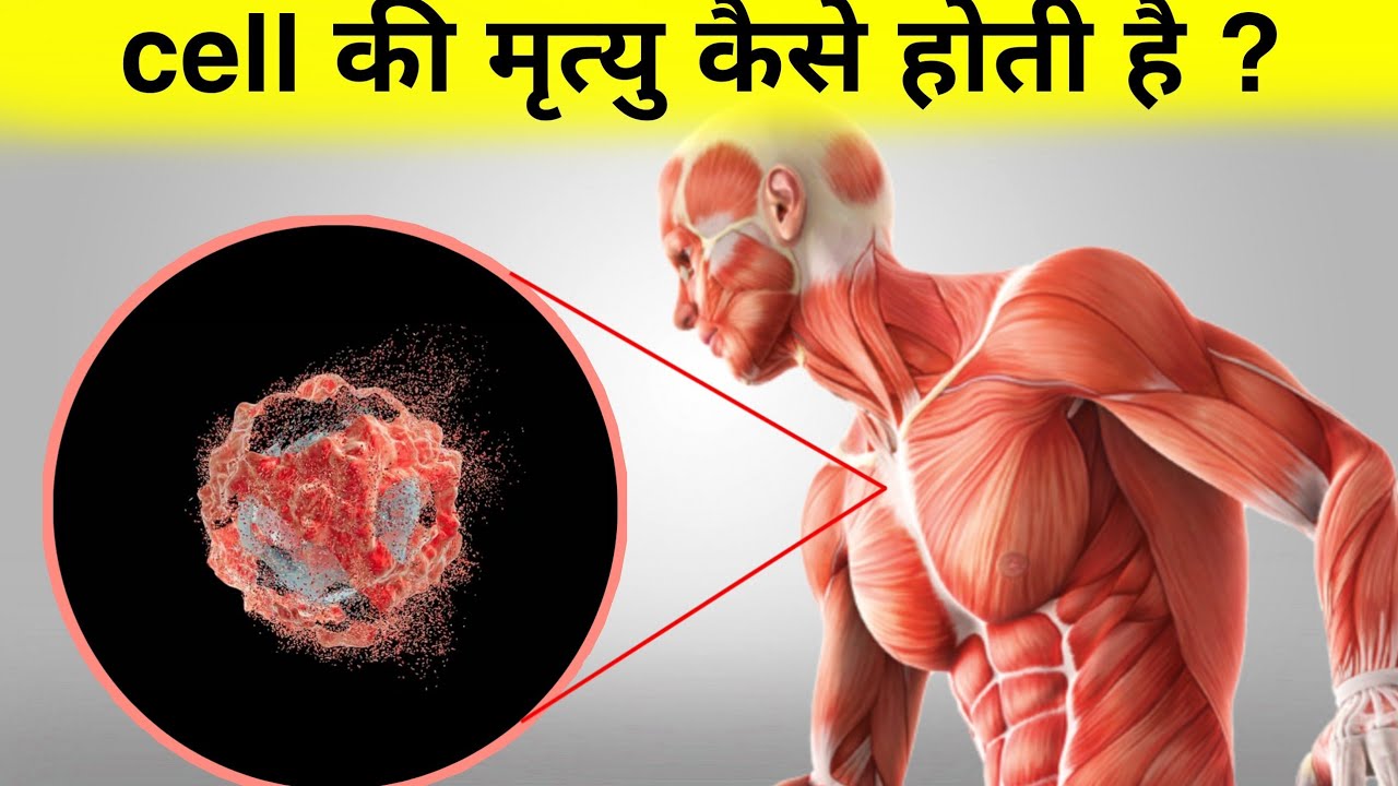 शरीर के अंदर cell मरते कैसे हैं - how do cells die in body - YouTube